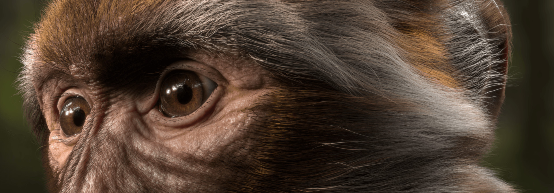 scimmia - Stripes Digitus Lab